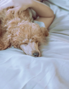 The Best Bedding for Fluffy, Fido, and the Rest of the Family – Pure Parima